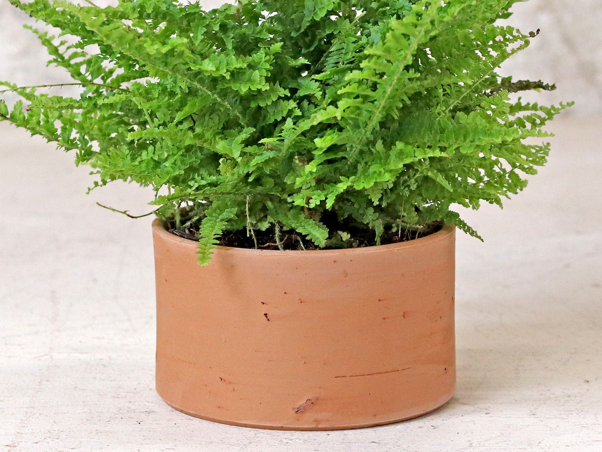 Low Cylinder Terracotta Pot | Cactus Plant Pots | Scaramanga