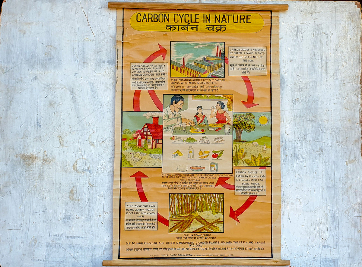 Old School Poster Carbon Cycle In Nature - Scaramanga