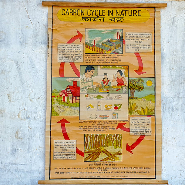 Old School Poster Carbon Cycle In Nature - Scaramanga