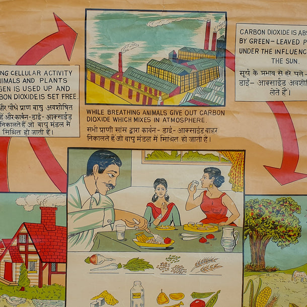 Old School Poster Carbon Cycle In Nature - Scaramanga