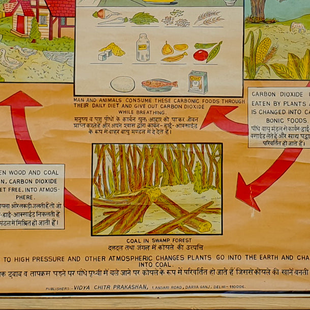 Old School Poster Carbon Cycle In Nature - Scaramanga