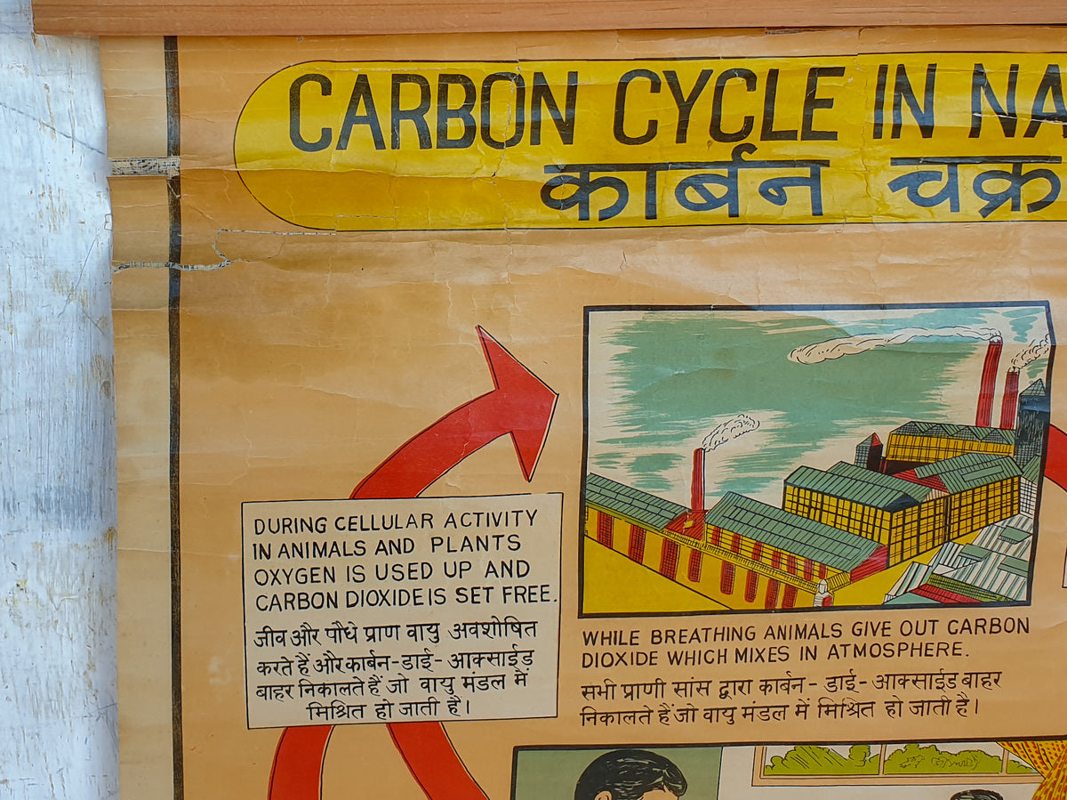 Old School Poster Carbon Cycle In Nature - Scaramanga