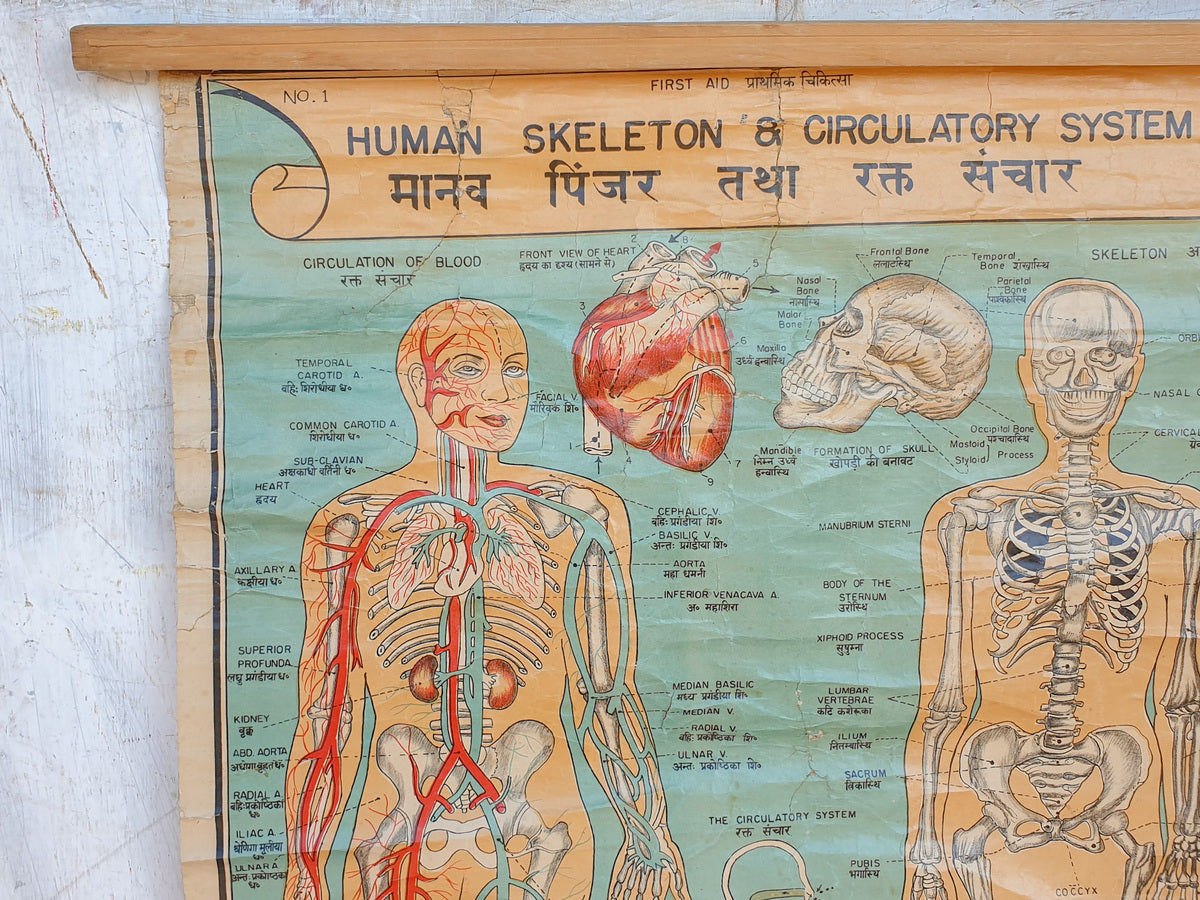 First Aid Poster Human Skeleton and Circulatory System
