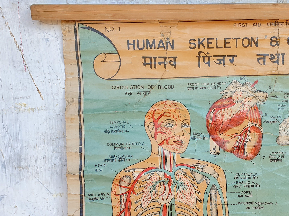 First Aid Poster Human Skeleton and Circulatory System