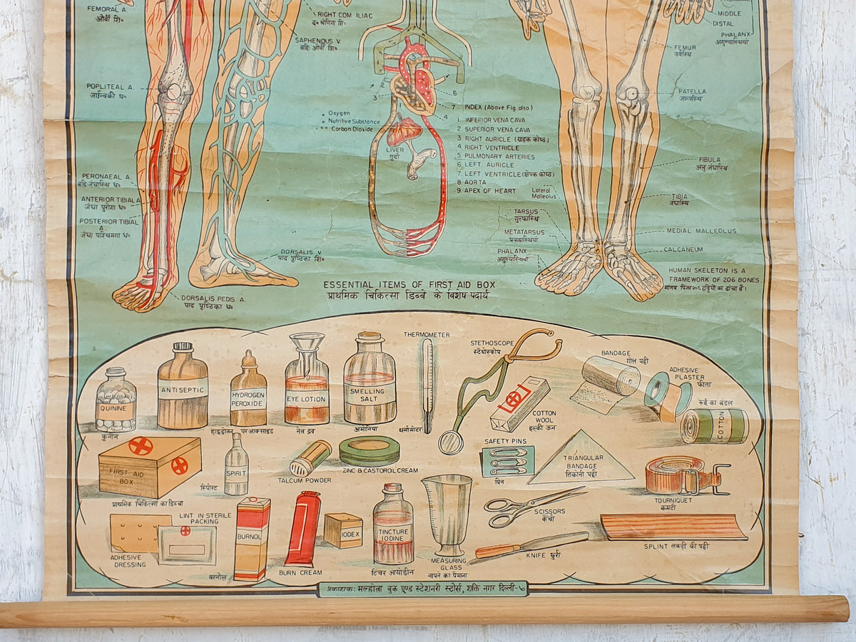 First Aid Poster Human Skeleton and Circulatory System
