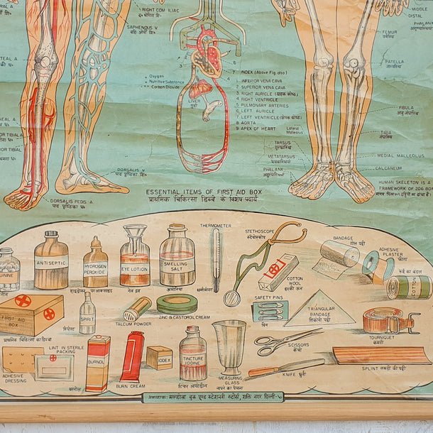 First Aid Poster Human Skeleton and Circulatory System