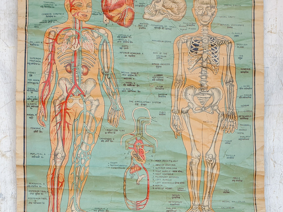 First Aid Poster Human Skeleton and Circulatory System