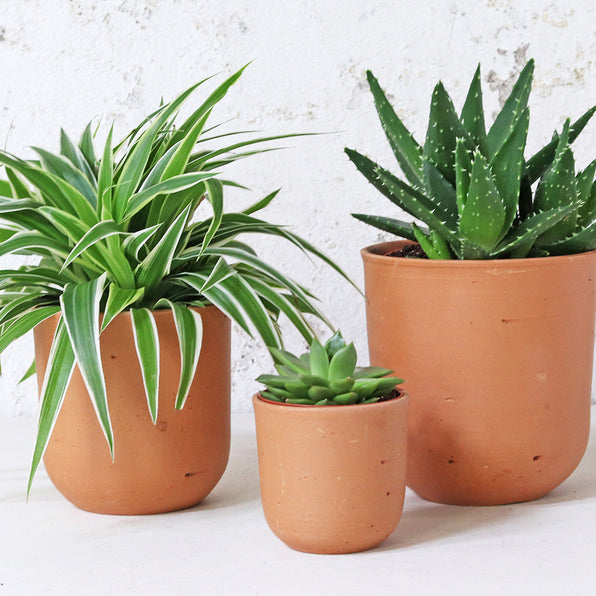 Terracotta Plant Pots | Terracotta Pots | Cacti Pots